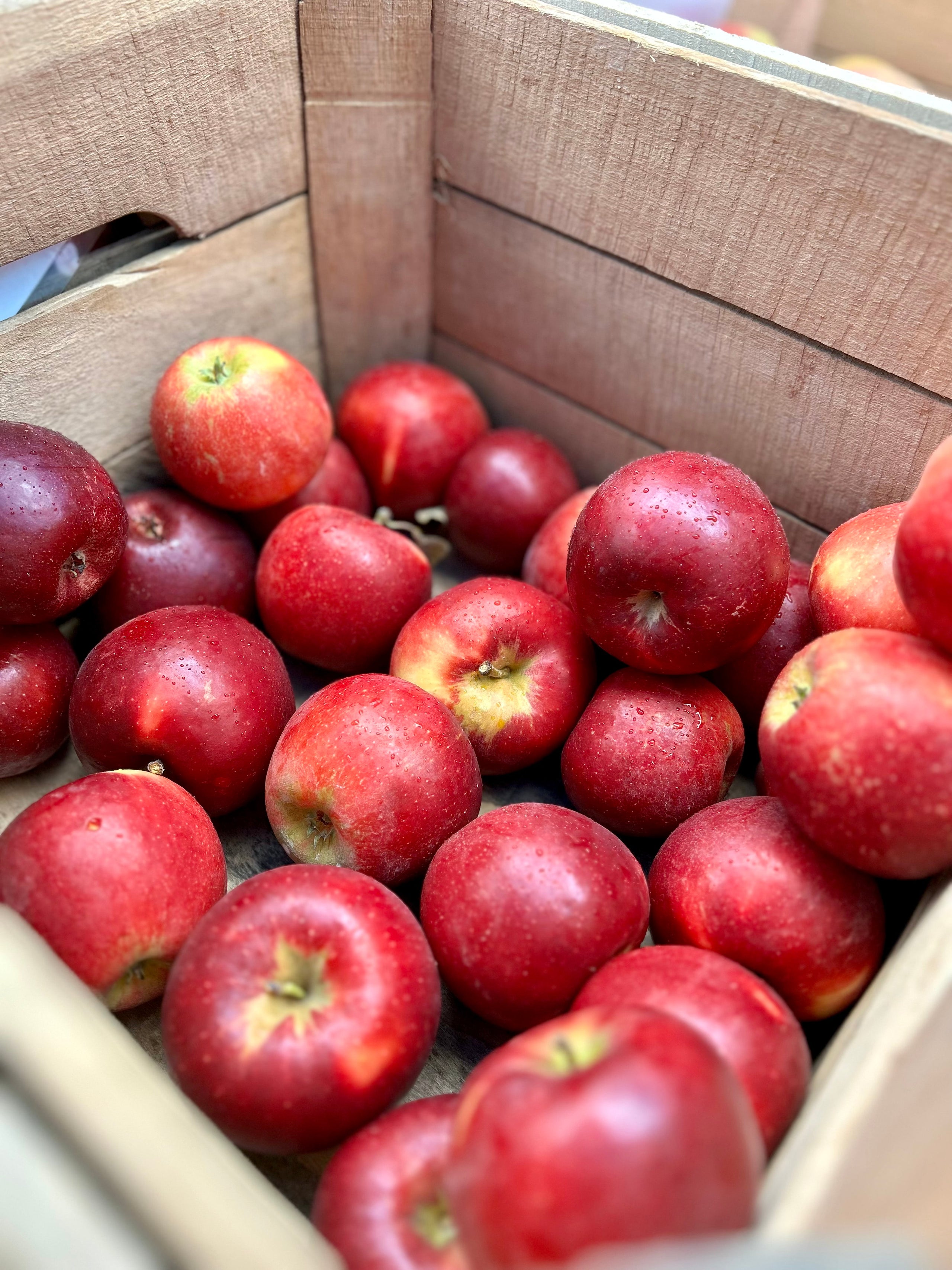 Red Winesap Apples, Chef Box | Black Rock Orchard