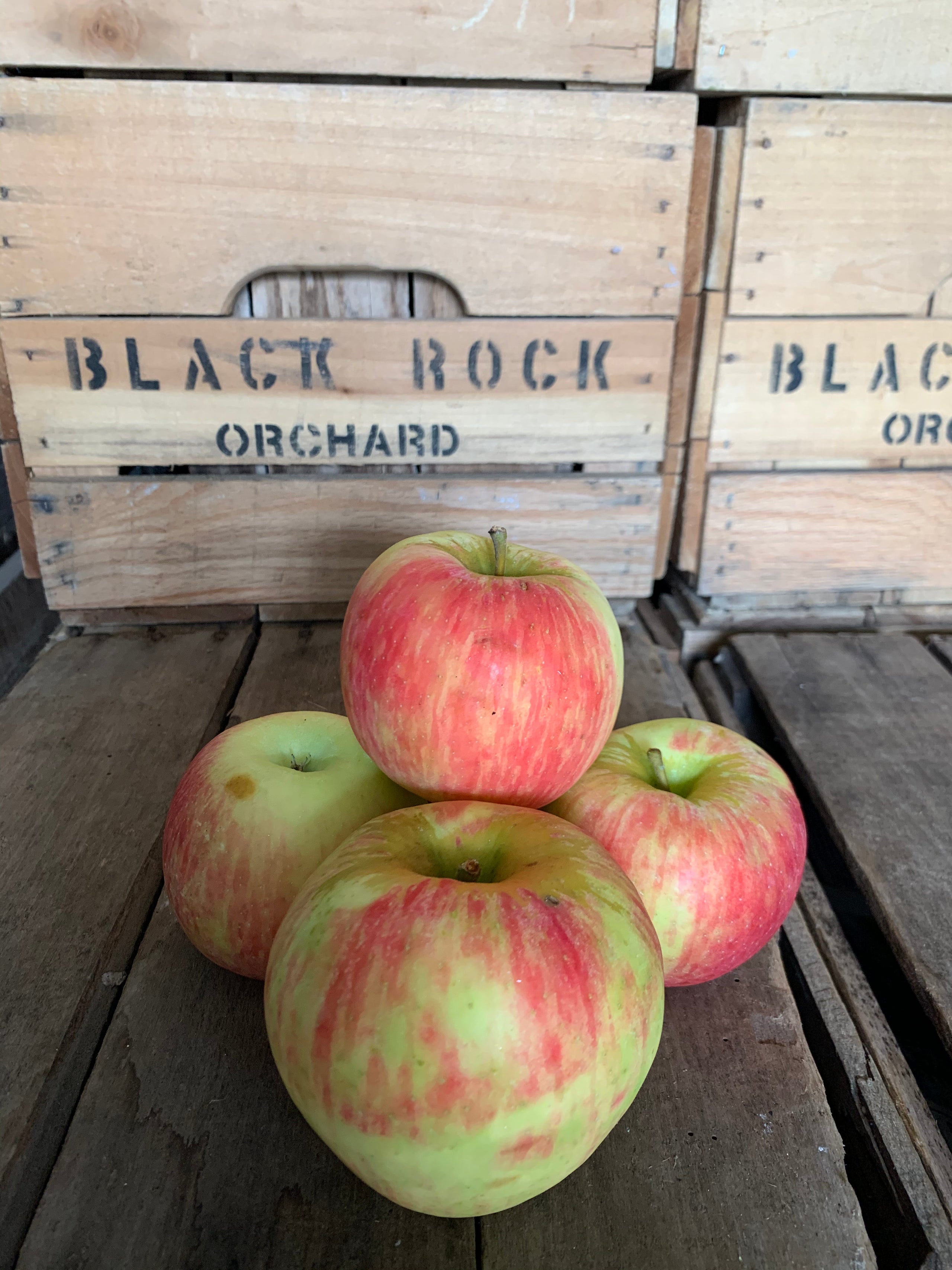Honeycrisp Apples | Black Rock Orchard